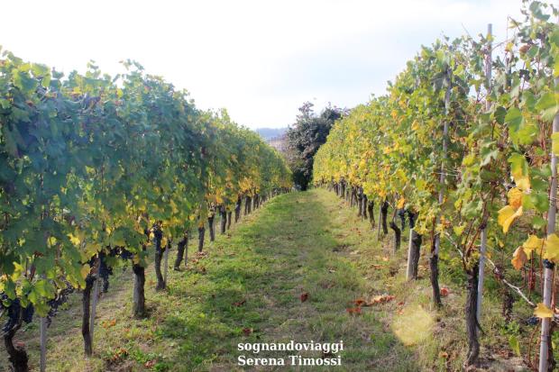BAROLO E DINTORNI: COSA VEDERE NELLE LANGHE IN AUTUNNO – Sognando Viaggi